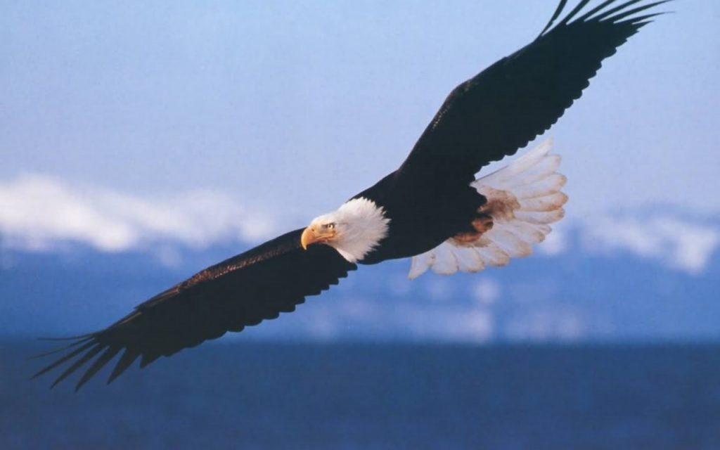 Como hacer alas para volar | 5 Pasos - ComoHow